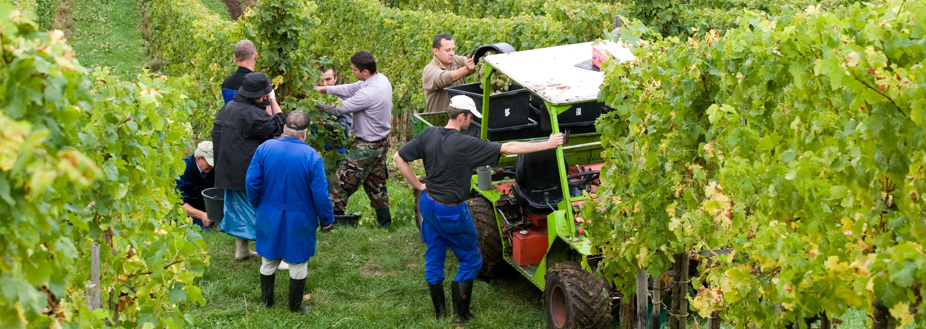 Wein vom Weingut Bohn-Leimbrock in Burgen bei Bernkastel-Kues